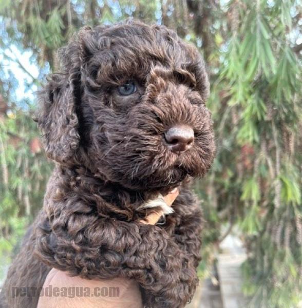 Cachorros de color chocolate. Info mail pilarreina7105@gmail.com ...